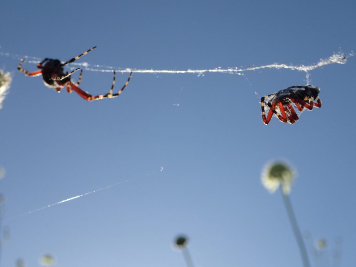 Collecting Spiders in Armenia | Piel Lab
