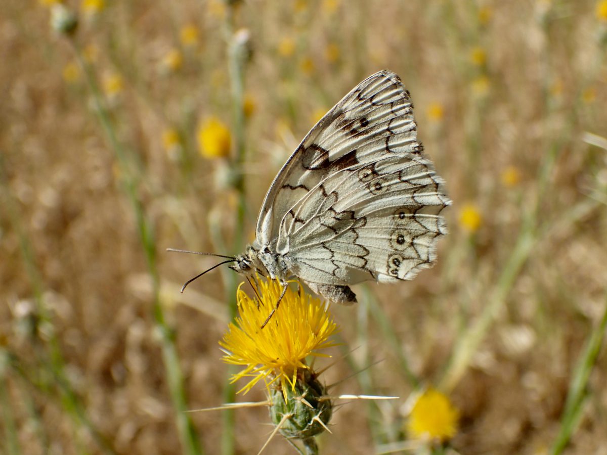 Collecting Spiders in Armenia | Piel Lab